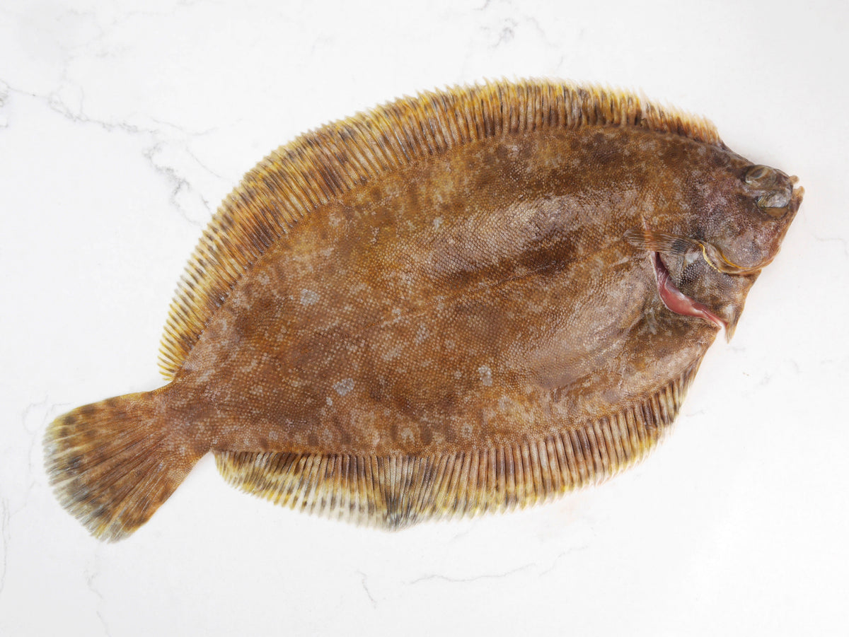 Whole Scottish Lemon Sole 300-400g – Caught & Delivered