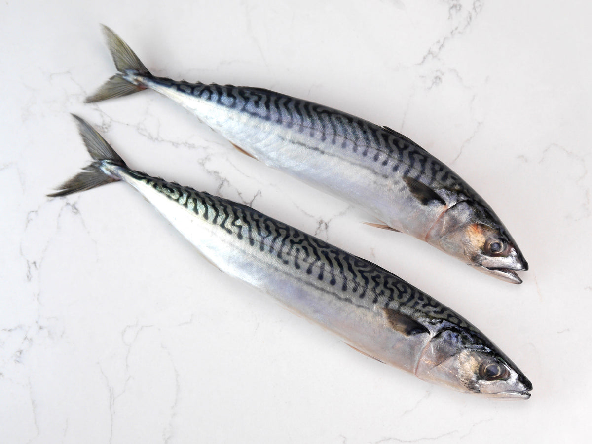 2 x 250-350g Whole Line Caught Scottish Mackerel – Caught & Delivered